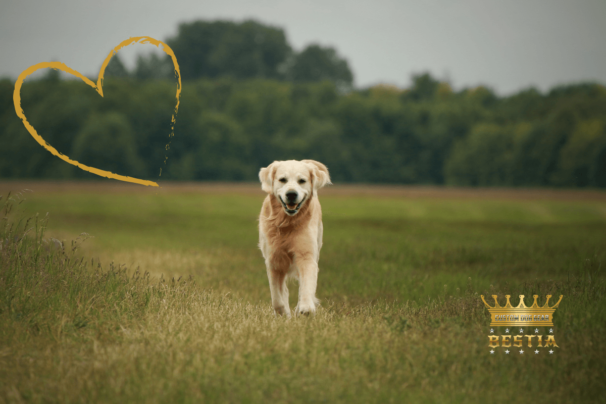 Continuing Our Mission: Bestia Cares for Dogs of All Sizes! – Bestia ...