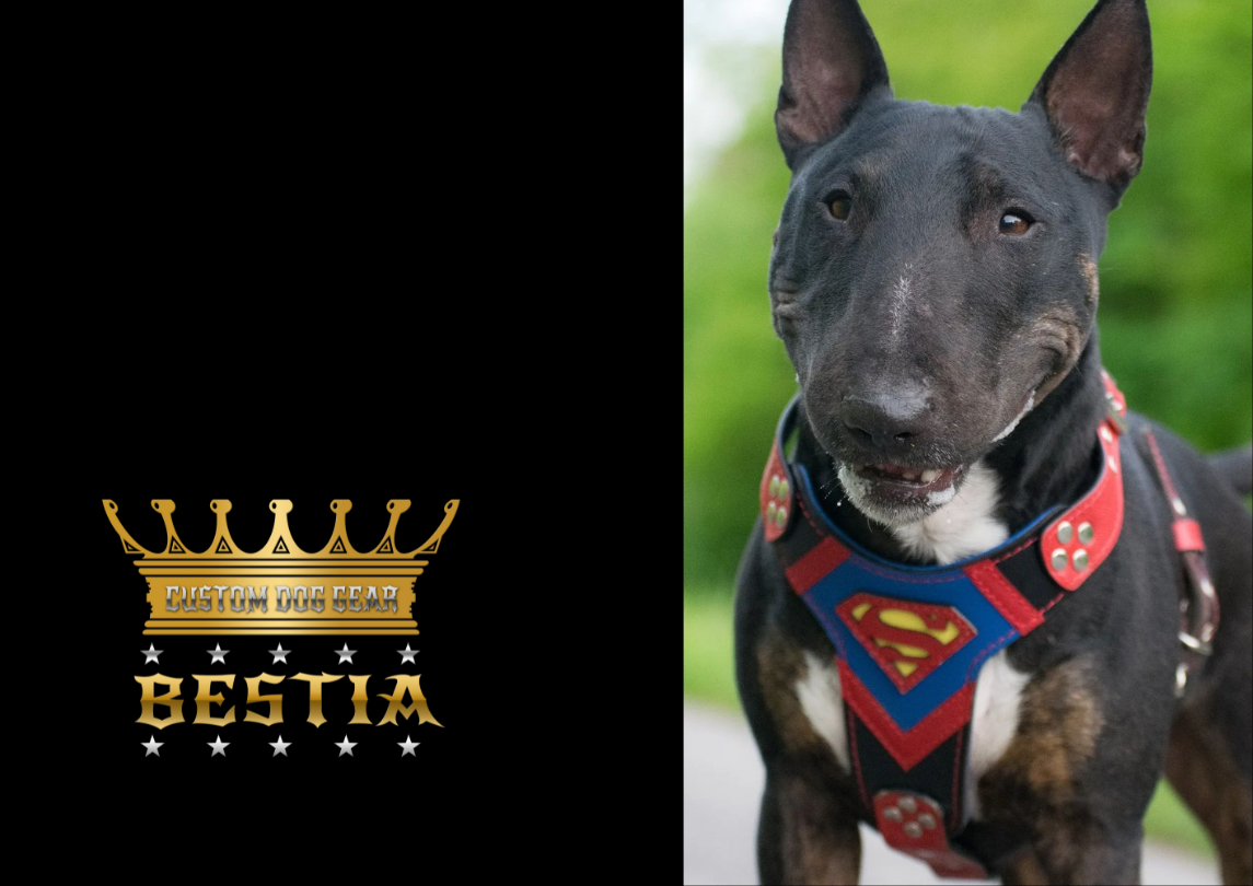 Bull Terrier – Bestia Dog Gear